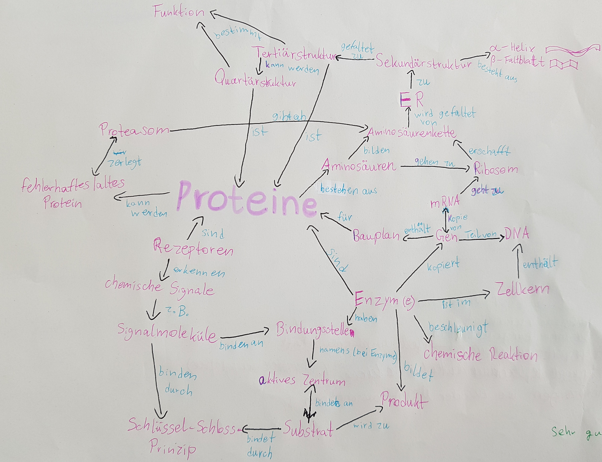 Concept Maps Proteine 10 :: Bio-gymnasium-altona